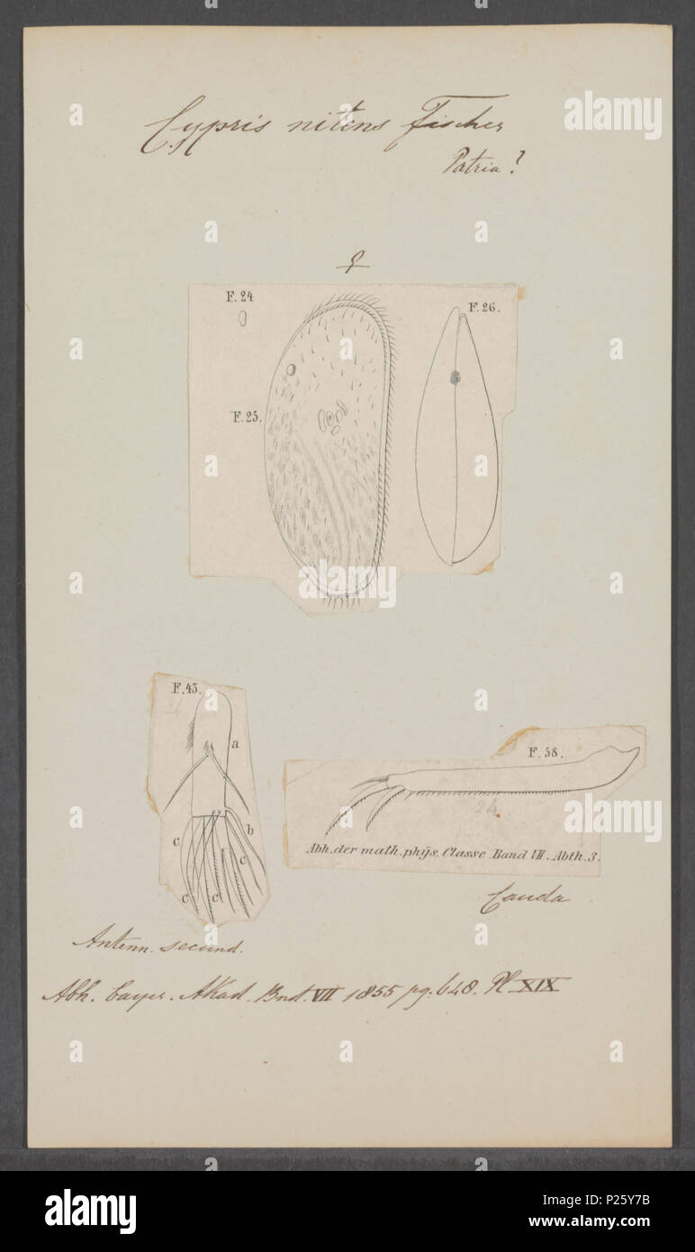 . Cypris nitens 74 Cypris nitens - - Print - Iconographia Zoologica ...