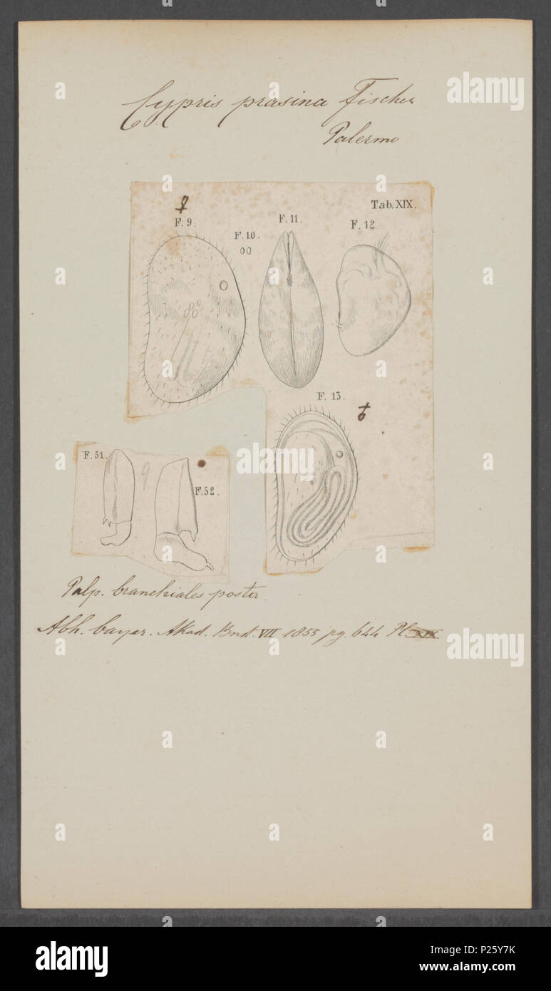. Cypris prasina 74 Cypris prasina - - Print - Iconographia Zoologica ...