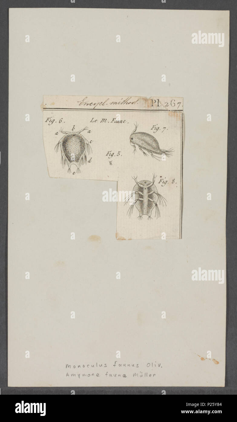 . Monoculus faunus 195 Monoculus faunus - - Print - Iconographia ...