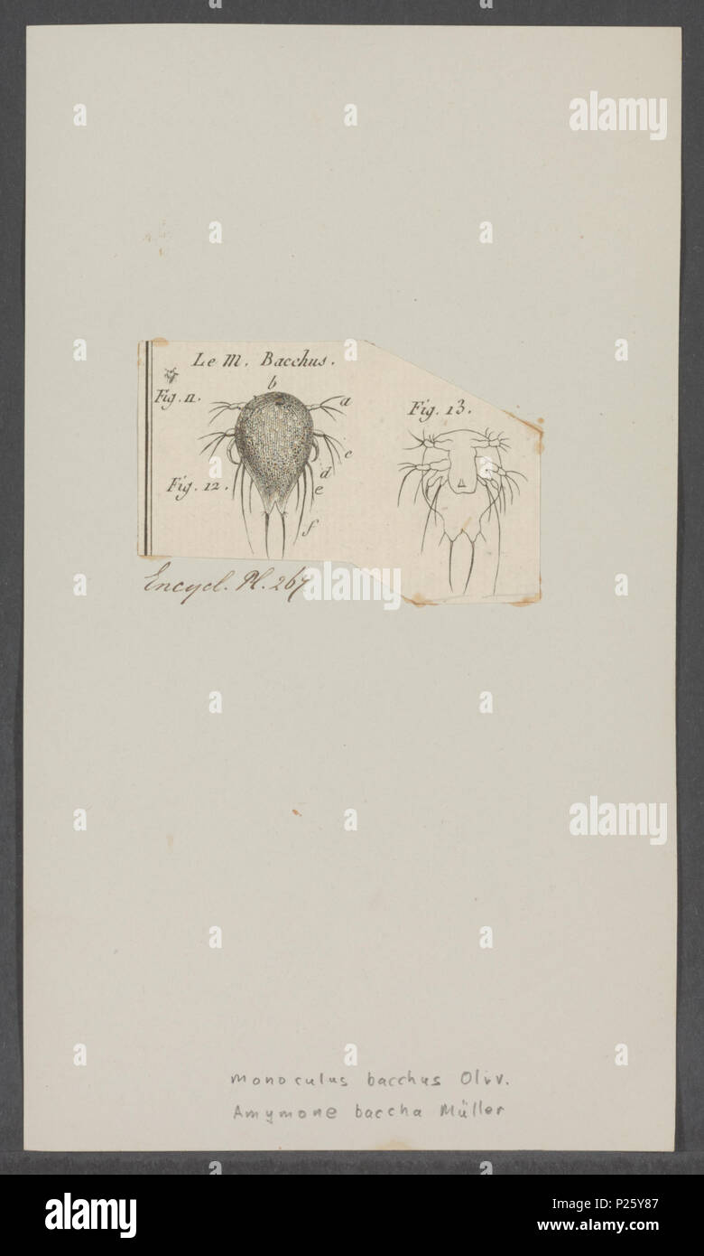 . Monoculus bacchus 195 Monoculus bacchus - - Print - Iconographia ...