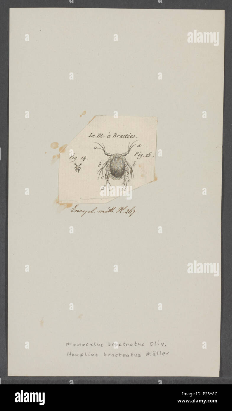 Monoculus bracteatus hi-res stock photography and images - Alamy