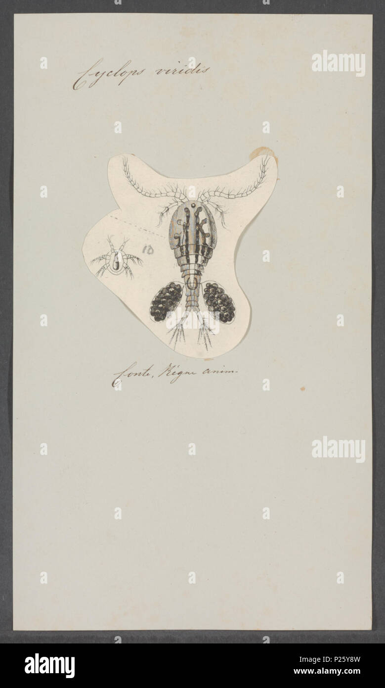 Cyclops Viridis High Resolution Stock Photography and Images - Alamy