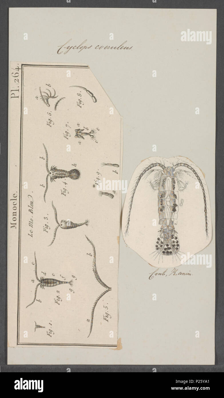 . Eudiaptomus vulgaris syn. Cyclops coeruleus 72 Cyclops coeruleus ...