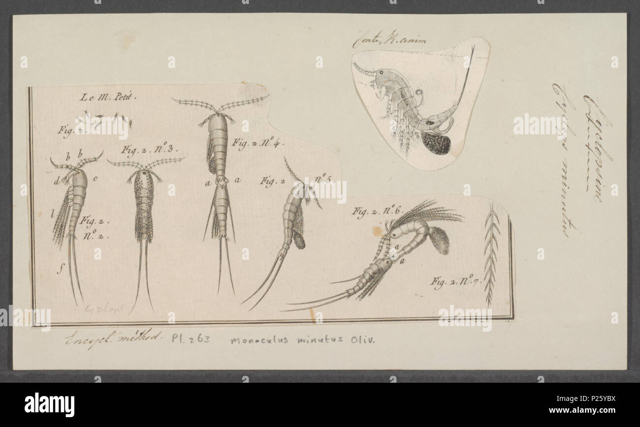 . Monoculus minutus 195 Monoculus minutus - - Print - Iconographia ...