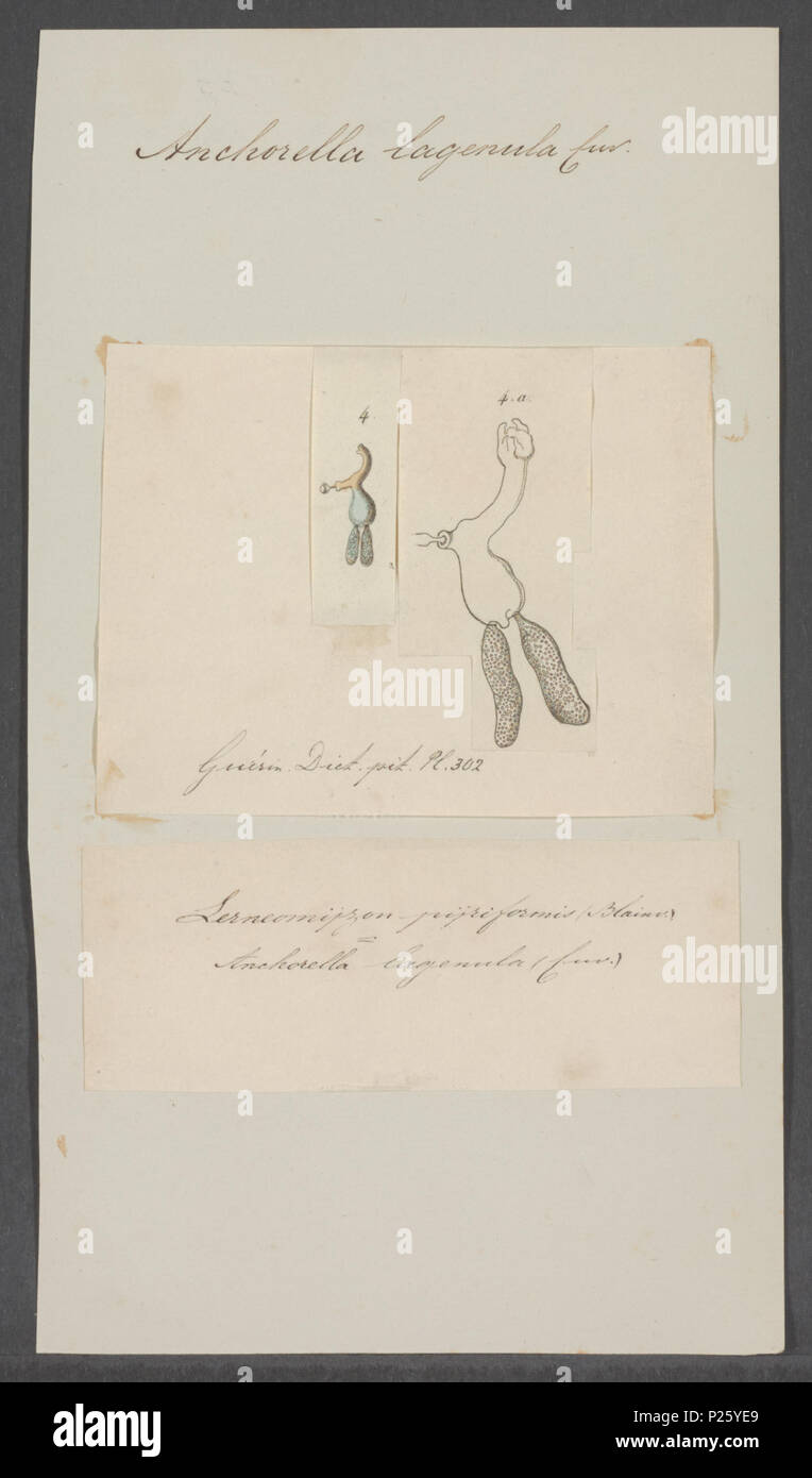. Anchorella lagenula 17 Anchorella lagenula - - Print - Iconographia ...