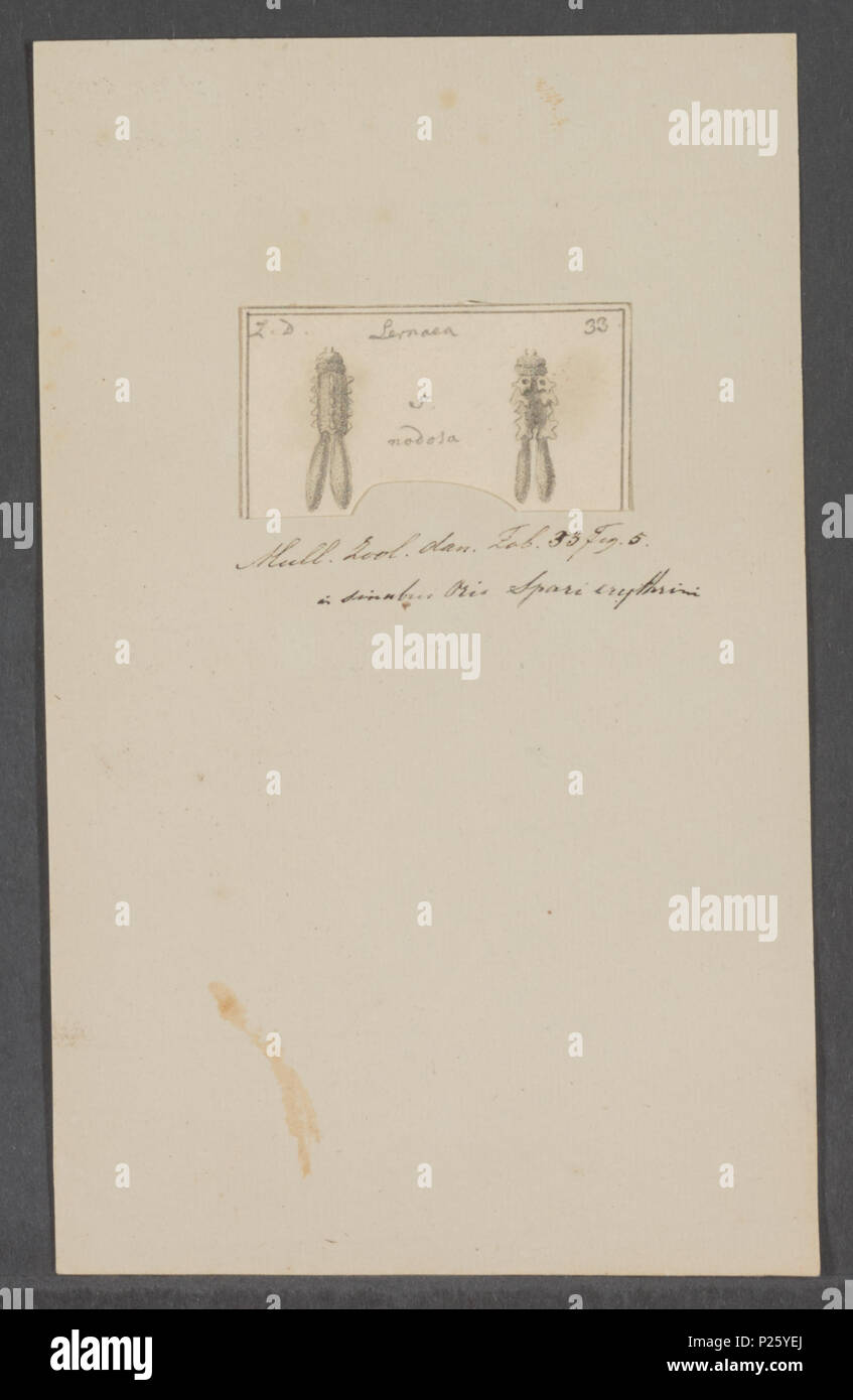 Lernaea nodosa hi-res stock photography and images - Alamy