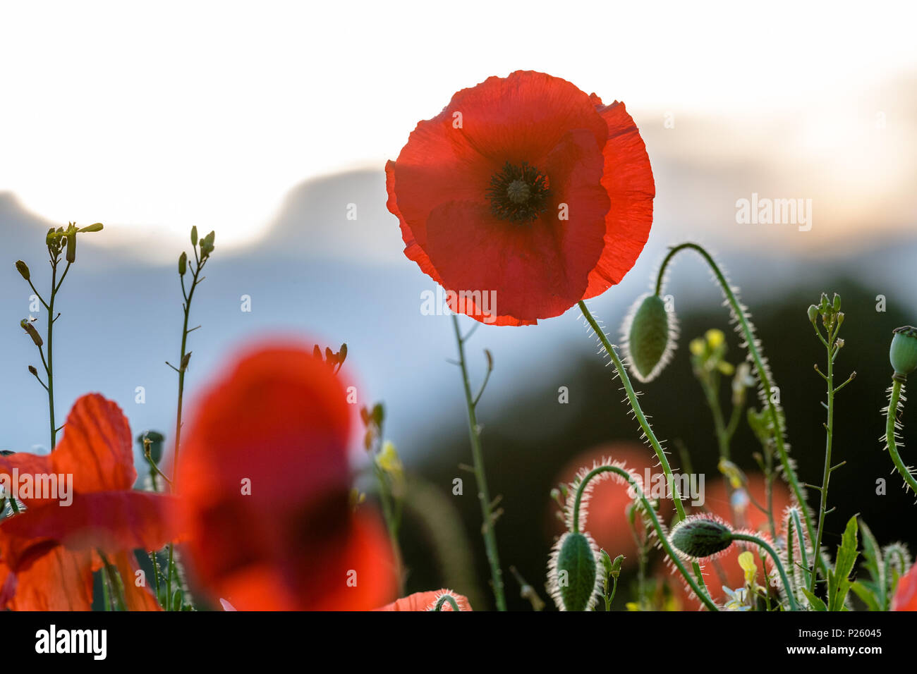 Rede poppy with back lighting Stock Photo - Alamy