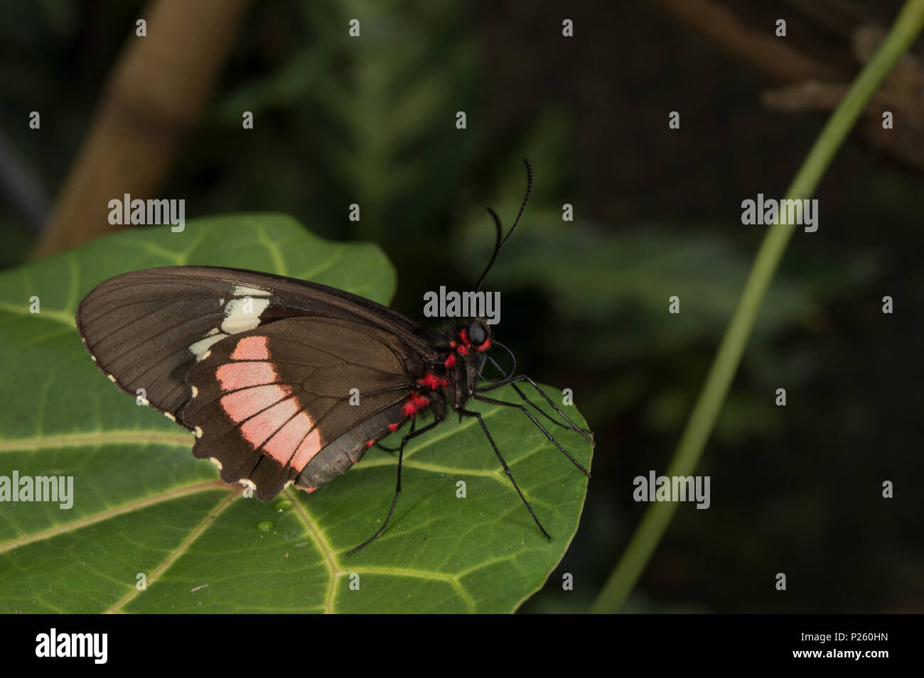 Cattleheart White butterfly, Archonias brassolis, Pieridae, Costa Rica ...