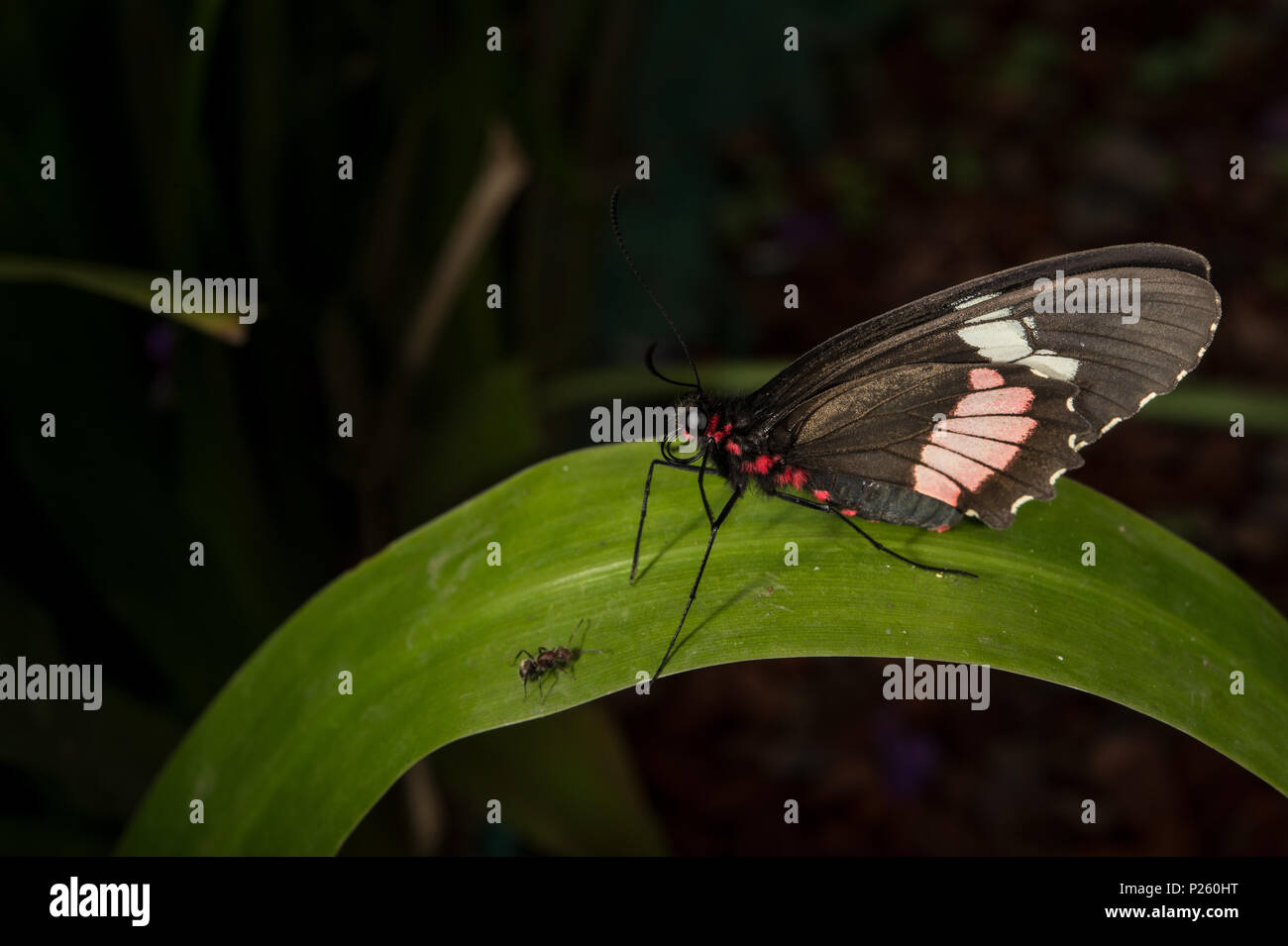 Cattleheart White butterfly, Archonias brassolis, Pieridae, Costa Rica ...