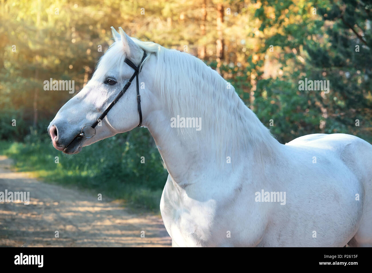 Portrait of percheron horse hi-res stock photography and images - Alamy