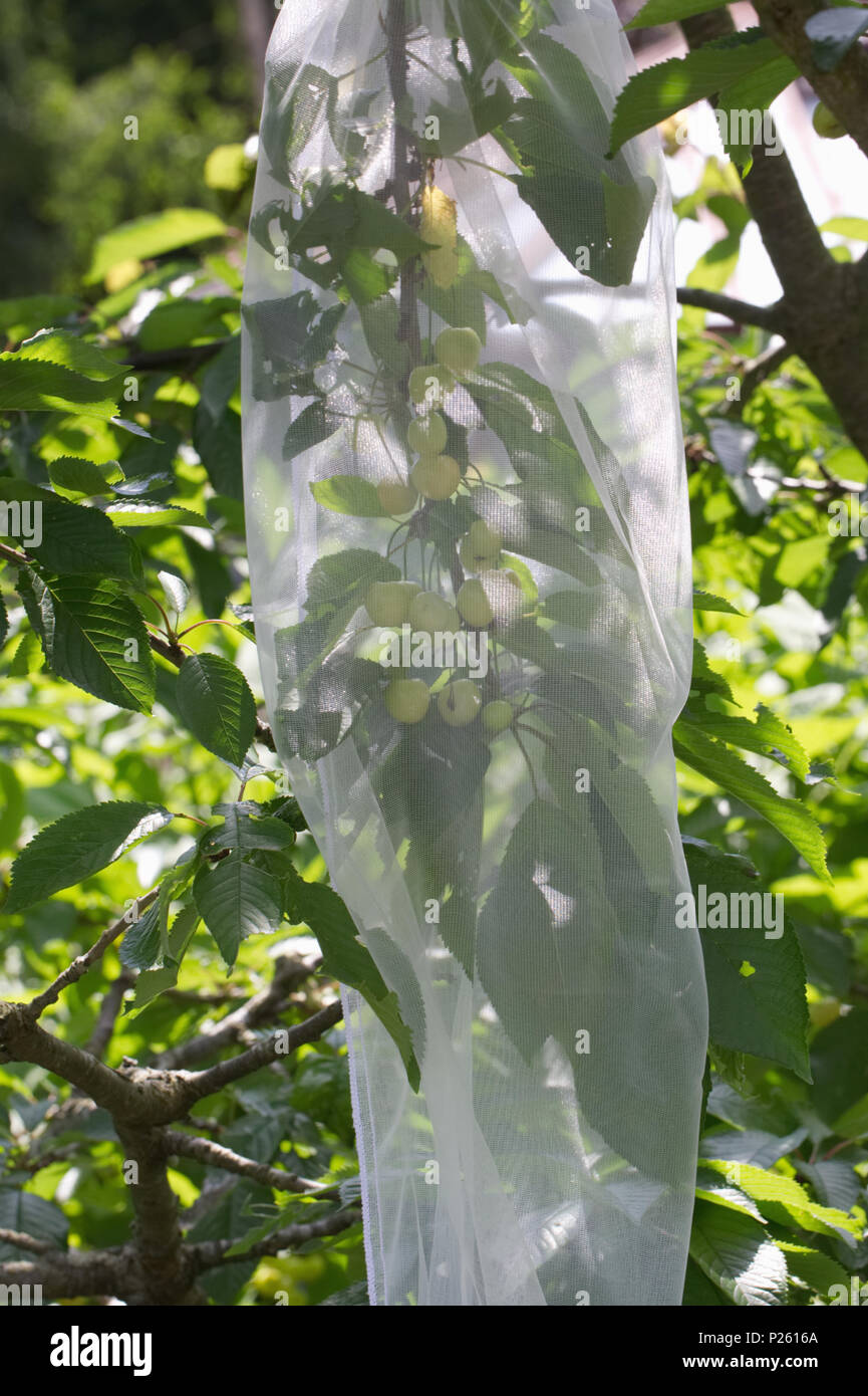 Protecting fruit trees hi-res stock photography and images - Alamy