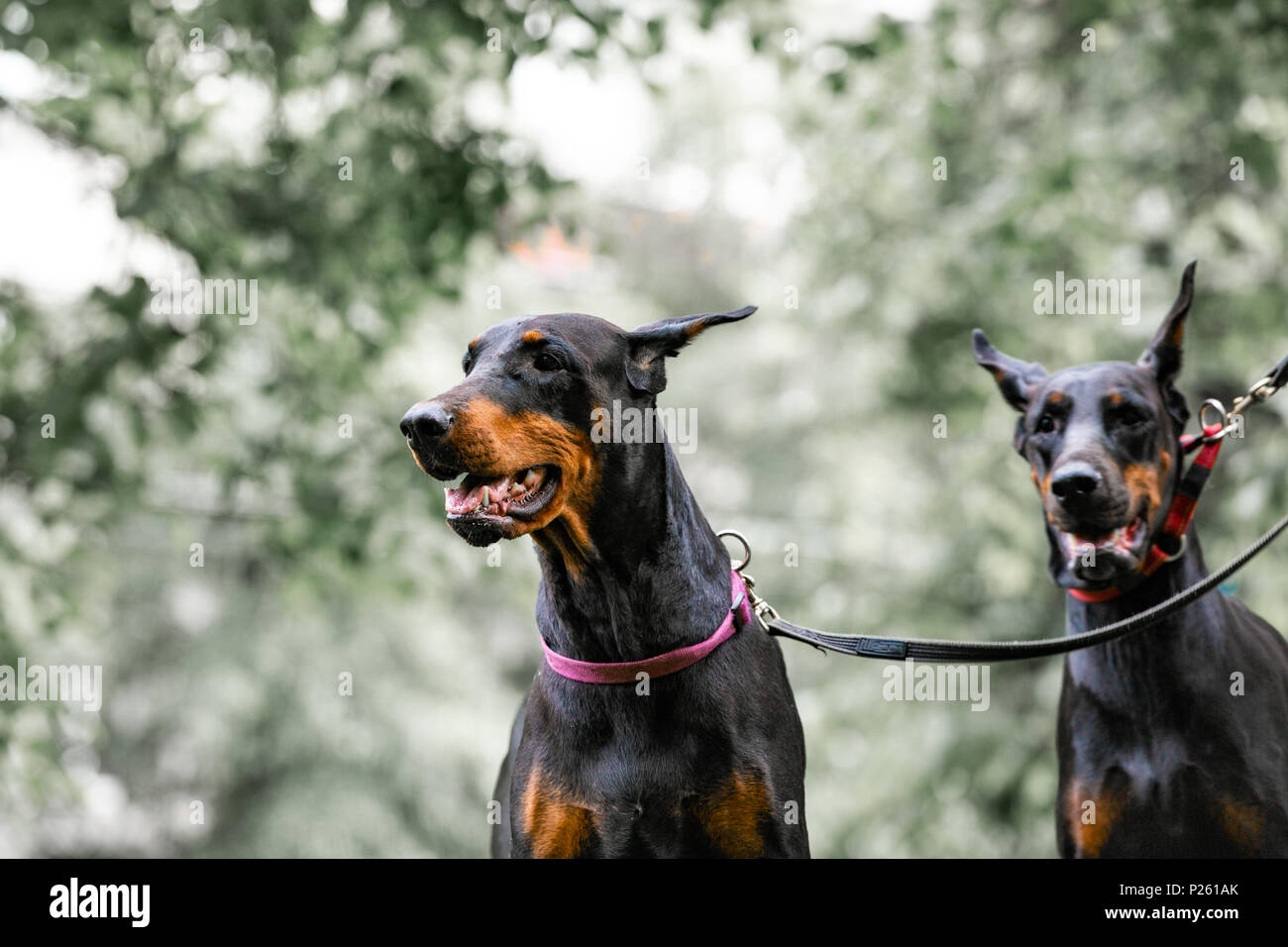 Doberman pair hi-res stock photography and images - Alamy