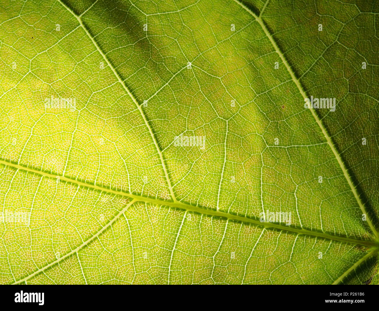 Green leaf of the plant to the lumen. The structure of the plant leaf ...