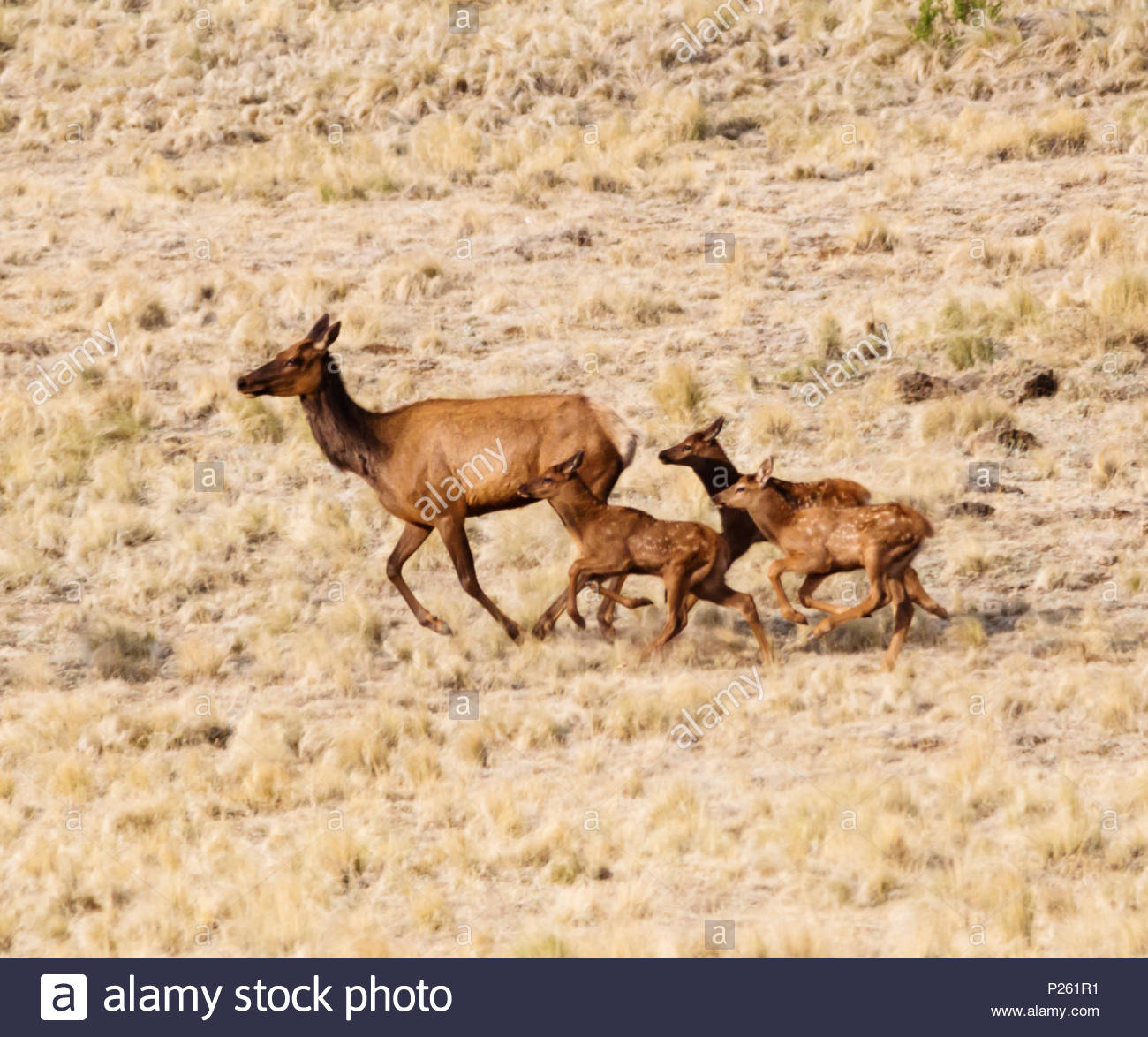 Female With Calves High Resolution Stock Photography and Images - Alamy