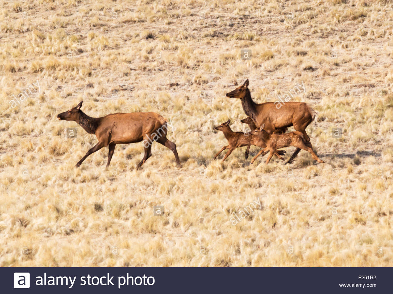 Three Elk High Resolution Stock Photography and Images - Alamy