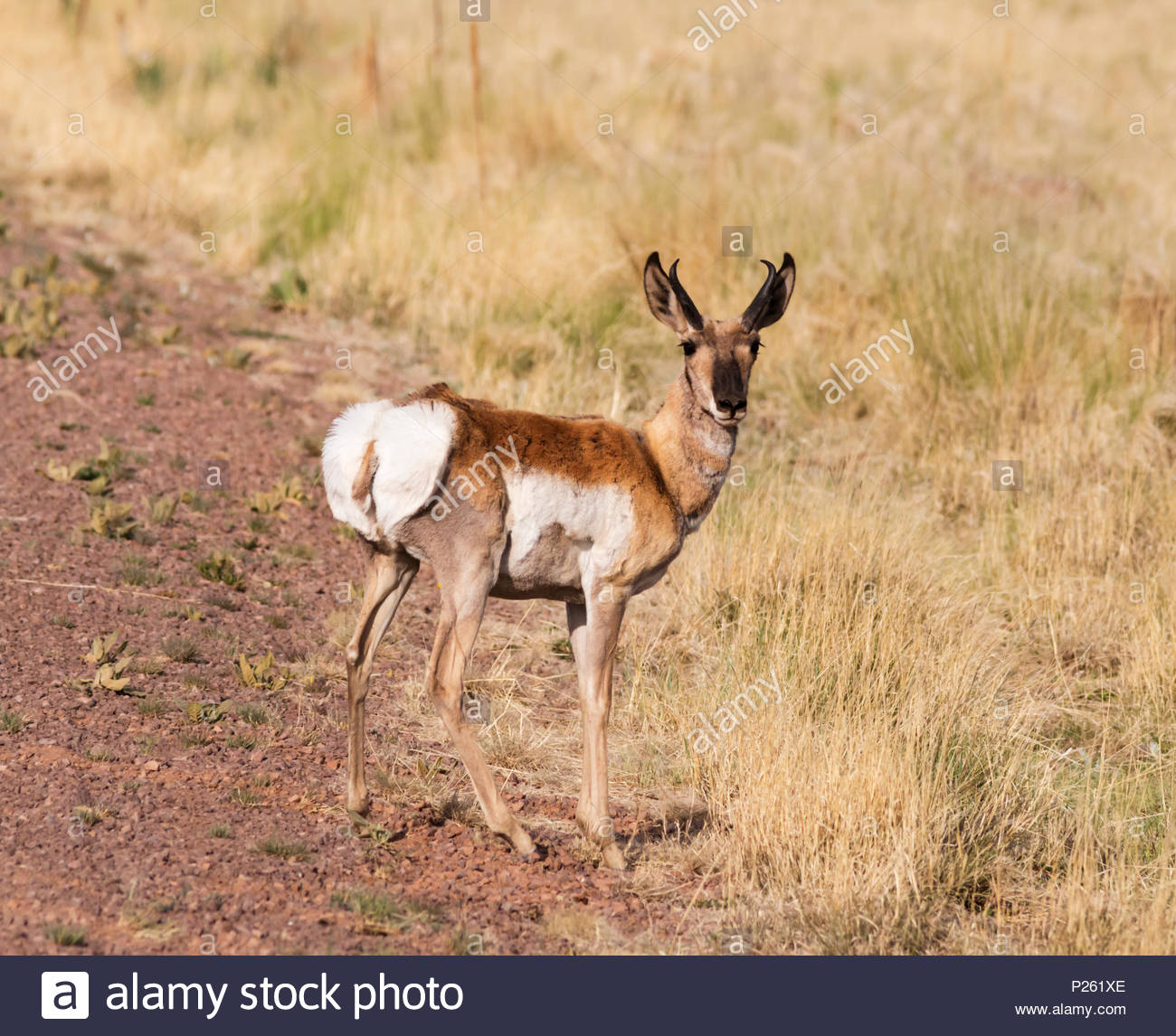 Pronghorn Antelope Buck High Resolution Stock Photography and Images ...