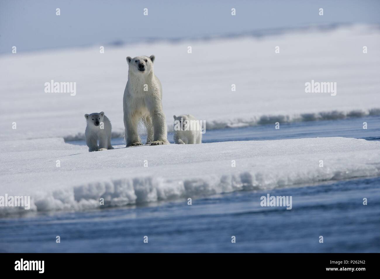 Original Film Title: ARCTIC TALE. English Title: ARCTIC TALE. Film ...