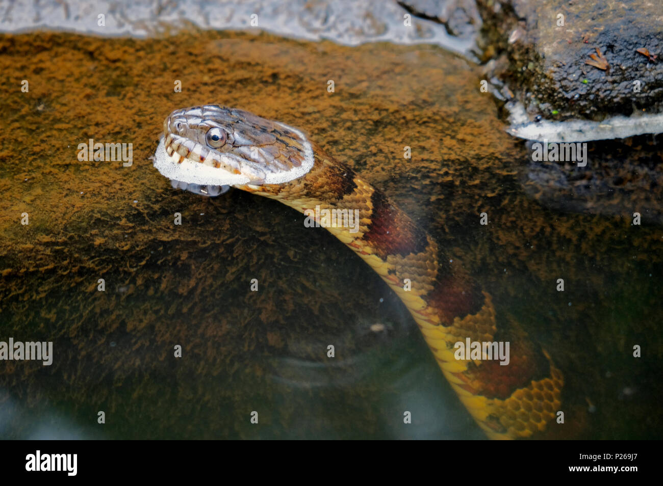 Northern water snake hi-res stock photography and images - Alamy