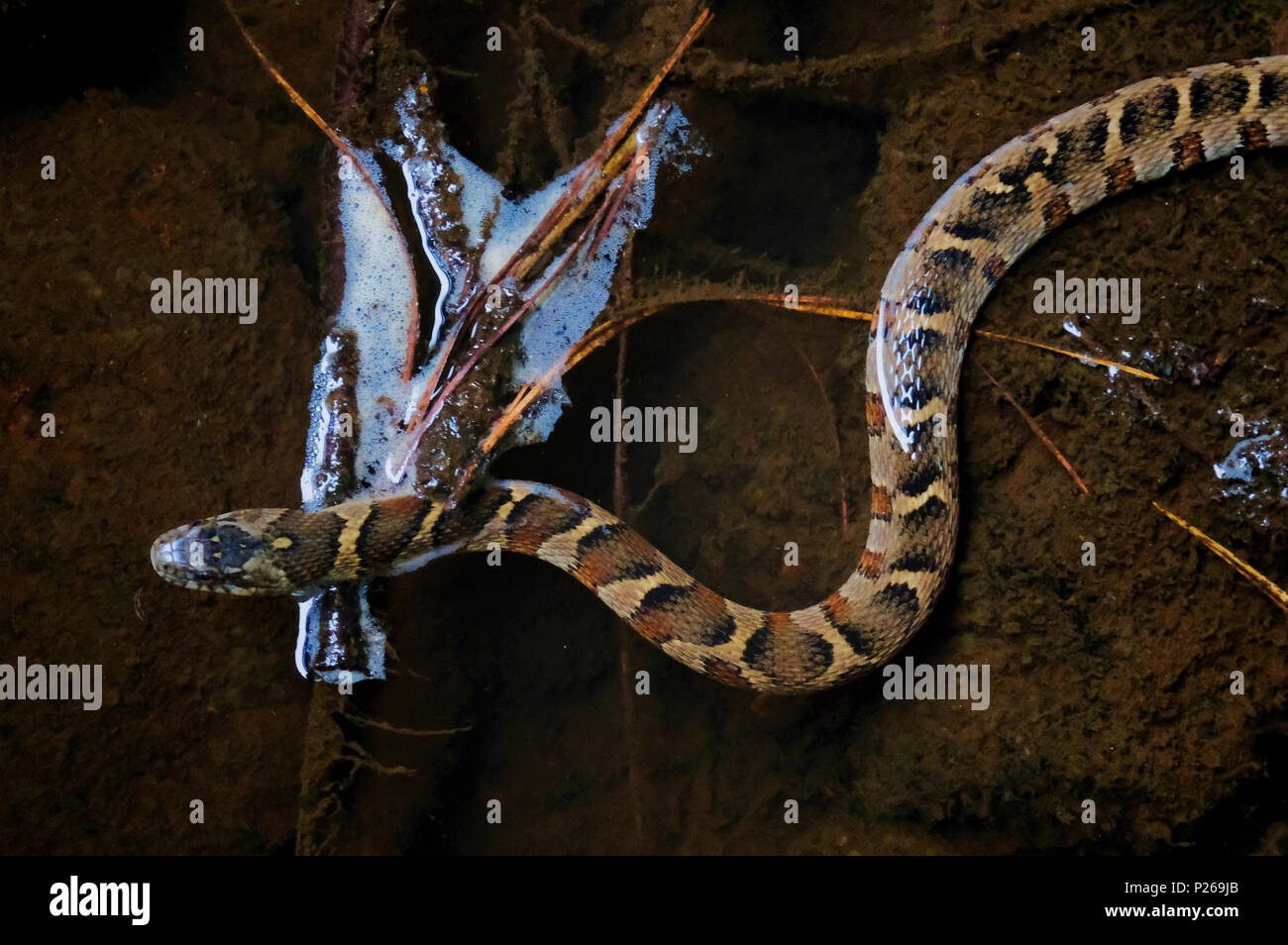 A young northern water snake in color transition from light to dark ...