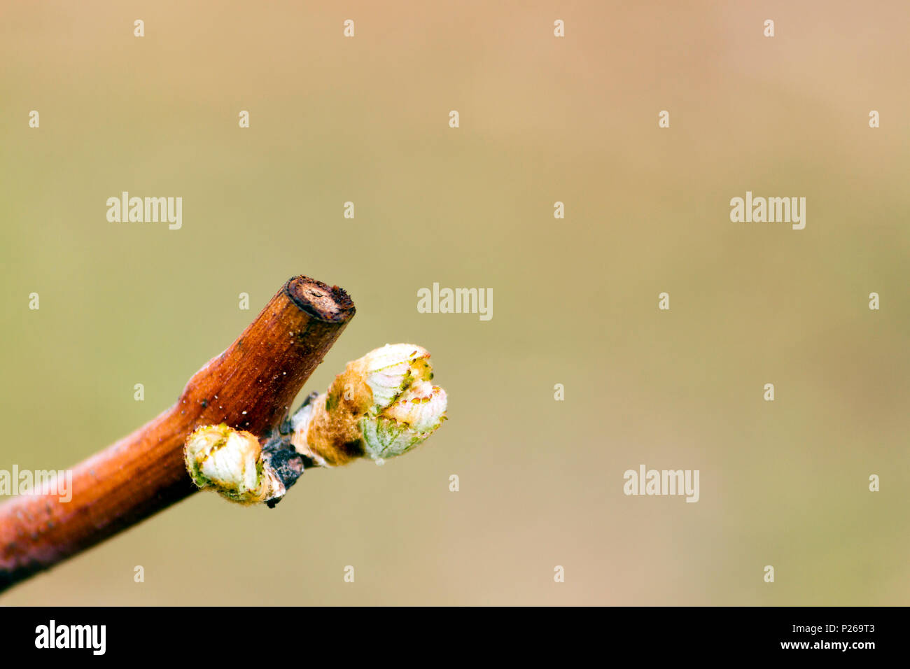 Growth cycle hi-res stock photography and images - Alamy