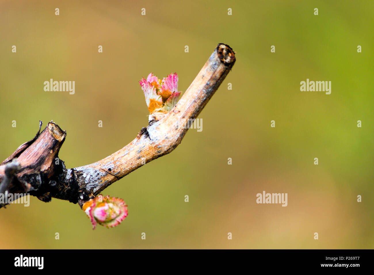 Budbreak or Bud Break is a part of a wine grape vines growth cycle and ...