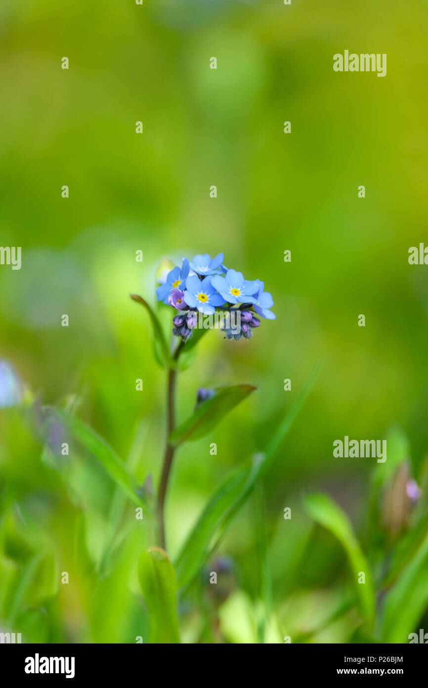 close-up forget-me-not in a meadow, blurred background Stock Photo - Alamy