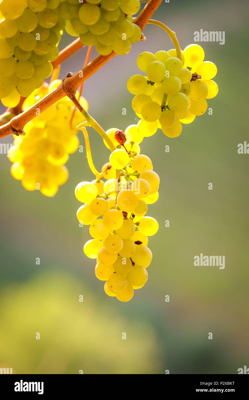mellow Riesling grapes on the grapevine, back light shines through ...