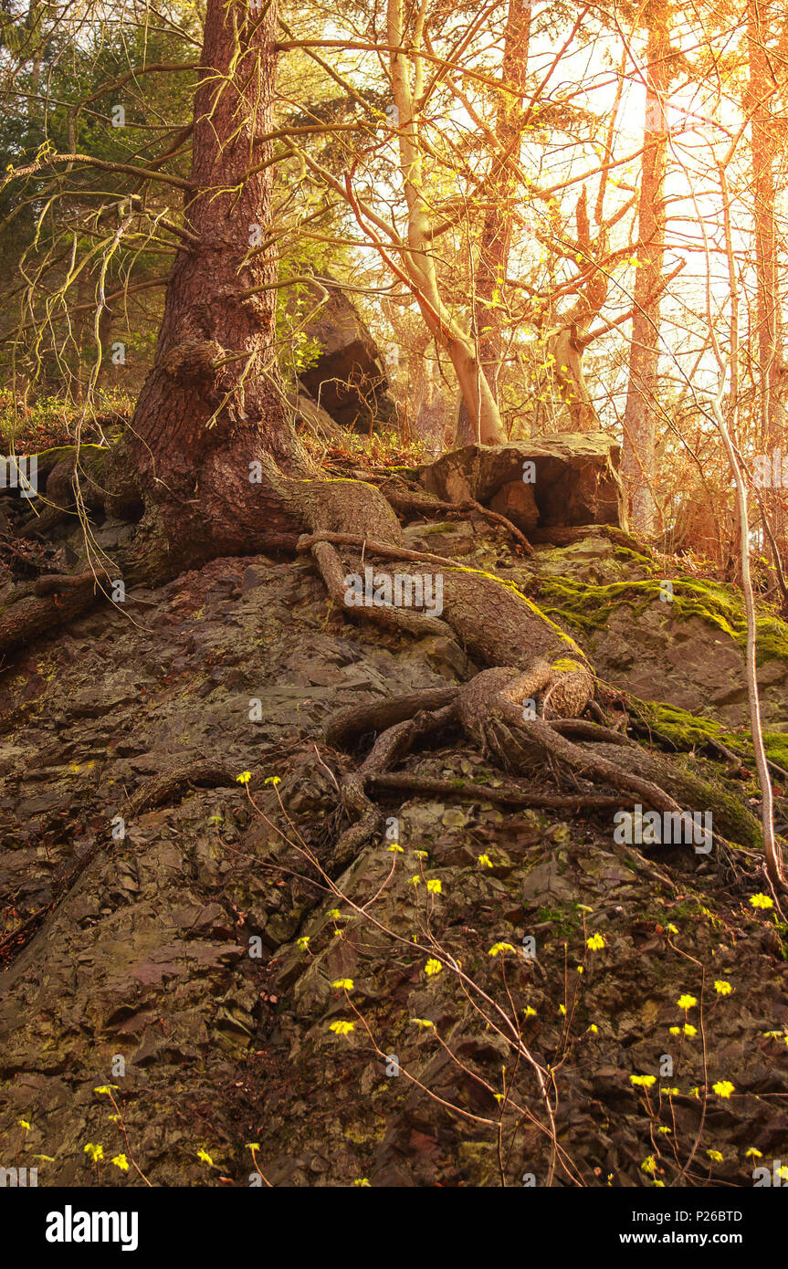 Roots growing into rock hi-res stock photography and images - Alamy