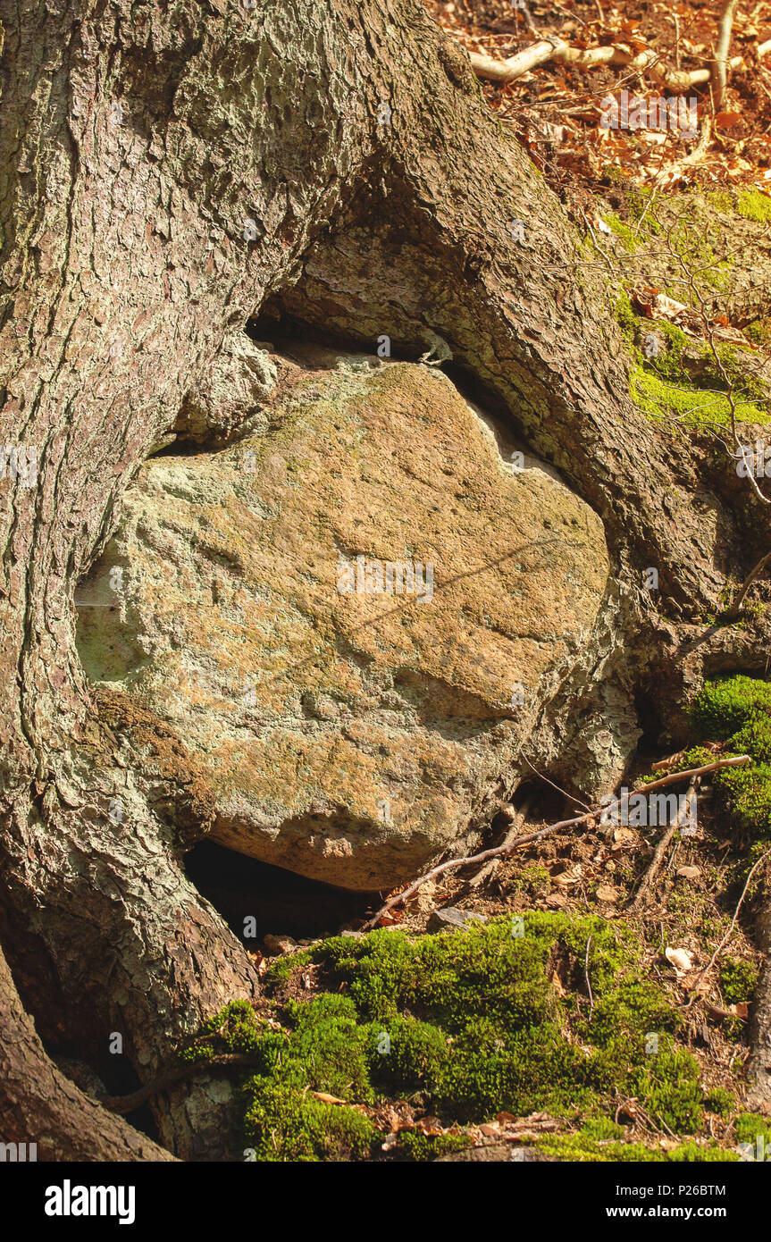 River rock tree hi-res stock photography and images - Alamy