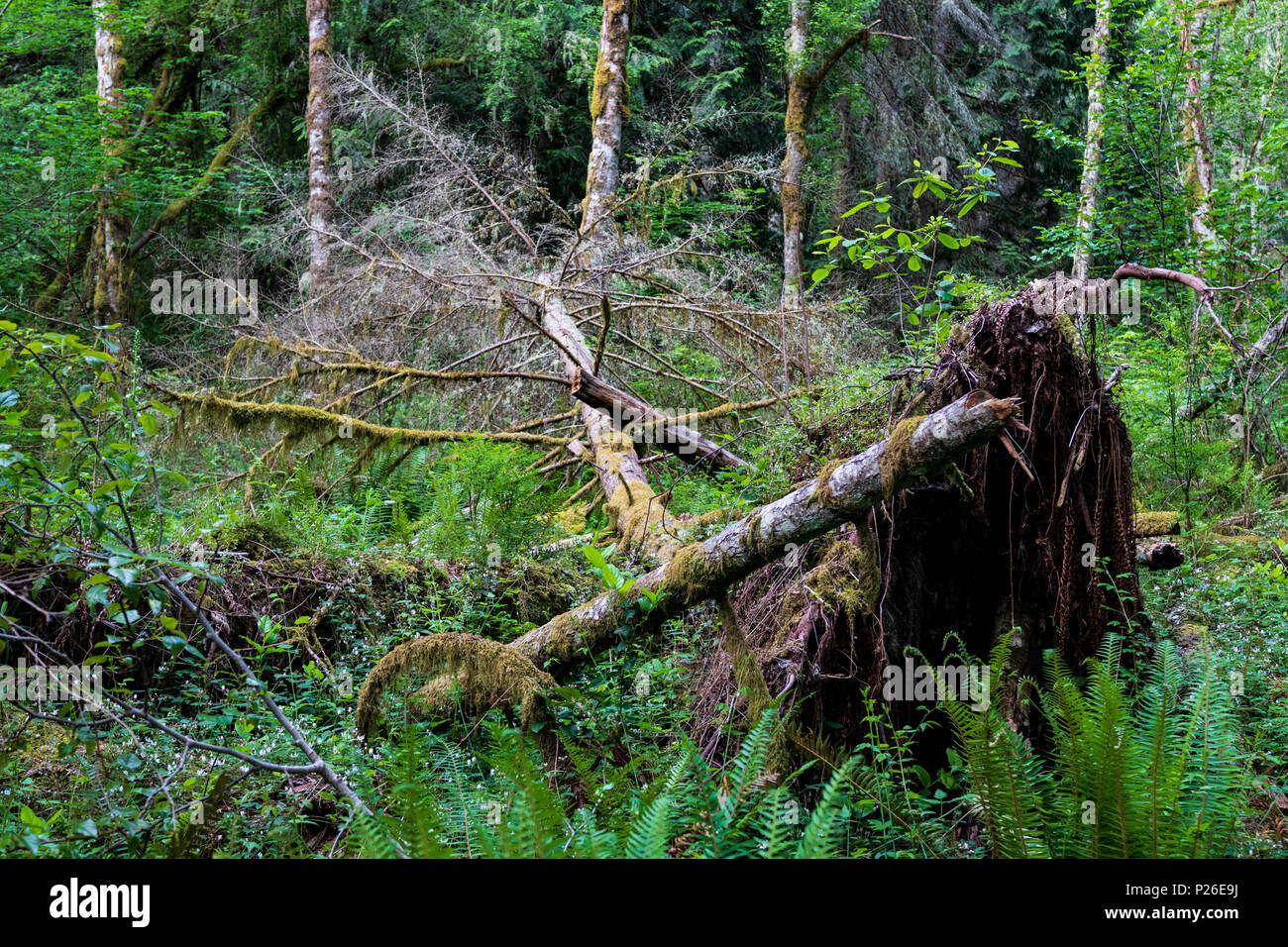 Fallen tree in a lush green forest uprooted with moss and debris Stock ...