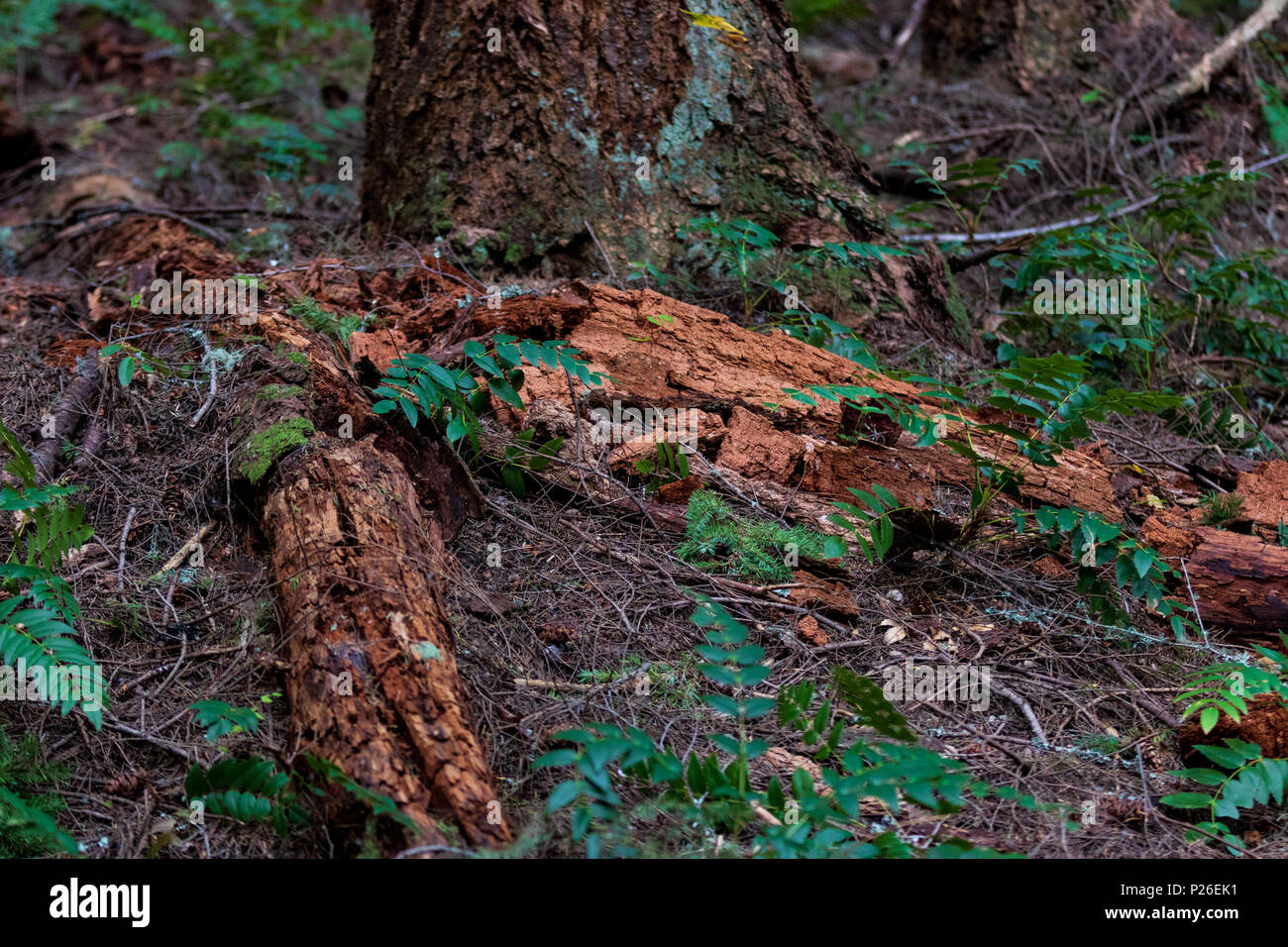 Decomposing forest floor with wood and plants overgrowth Stock Photo ...
