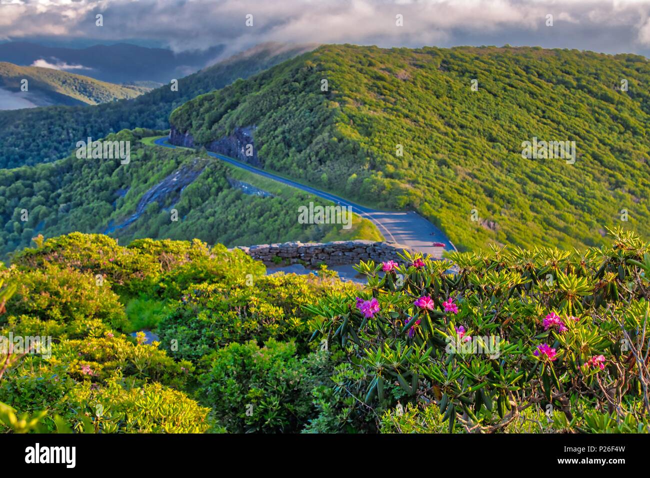 Rhododendron craggy gardens hi-res stock photography and images - Alamy