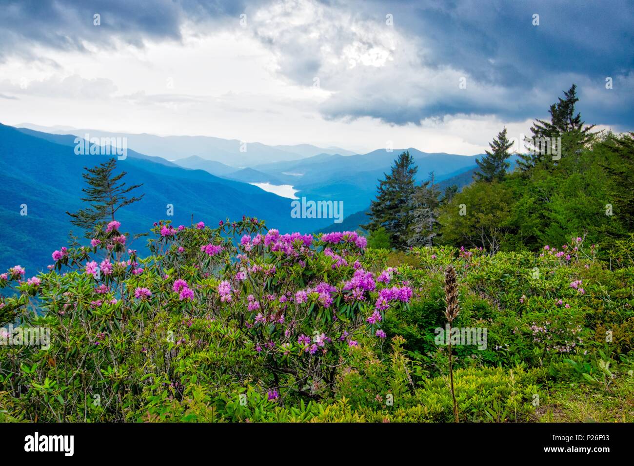 Craggy Tree on the Craggy Gardens trail on the Blue Ridge Parkway ...