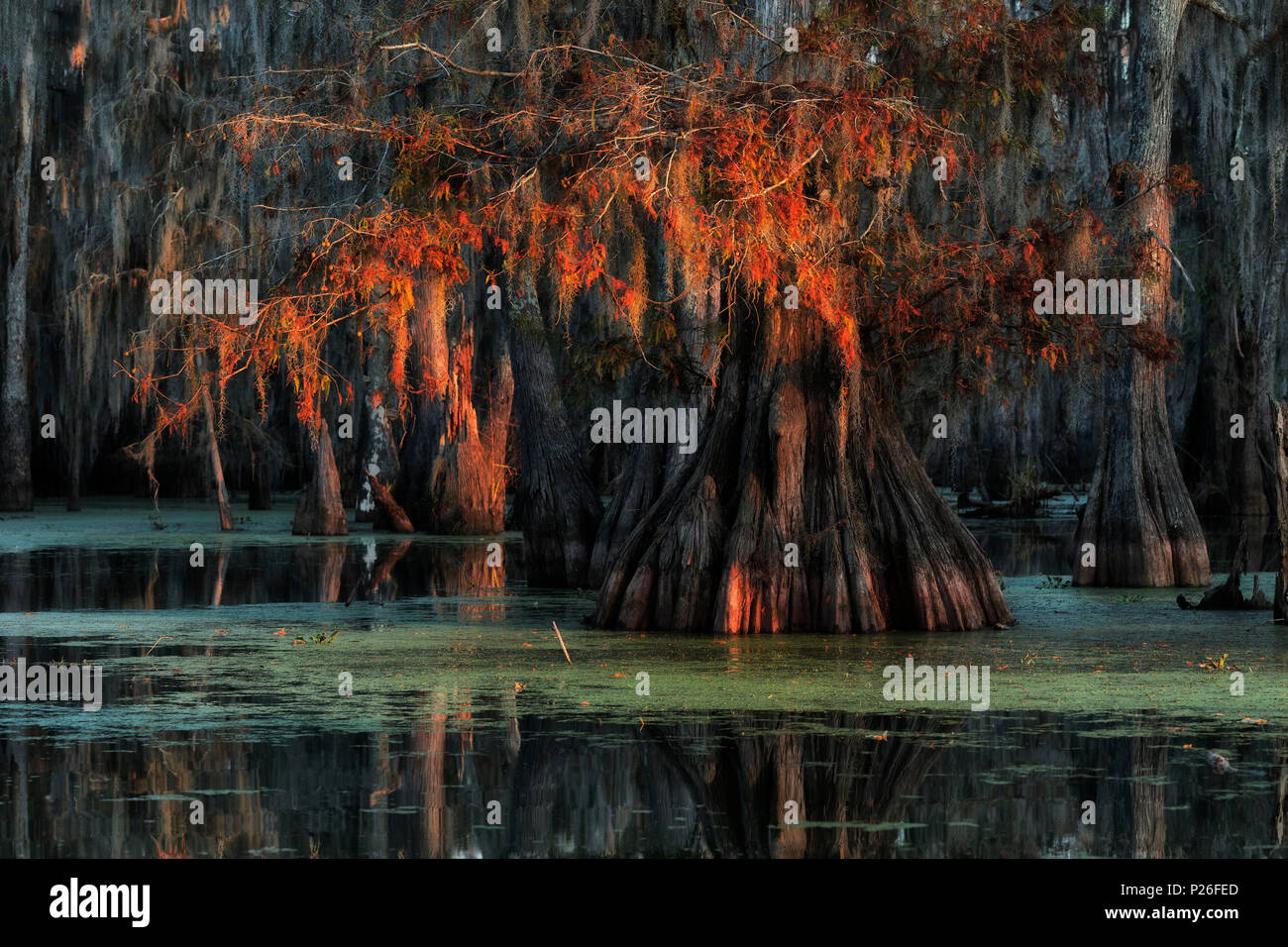 Bald Cypress (Taxodium distichum) in Lake Martin, Breaux Bridge ...
