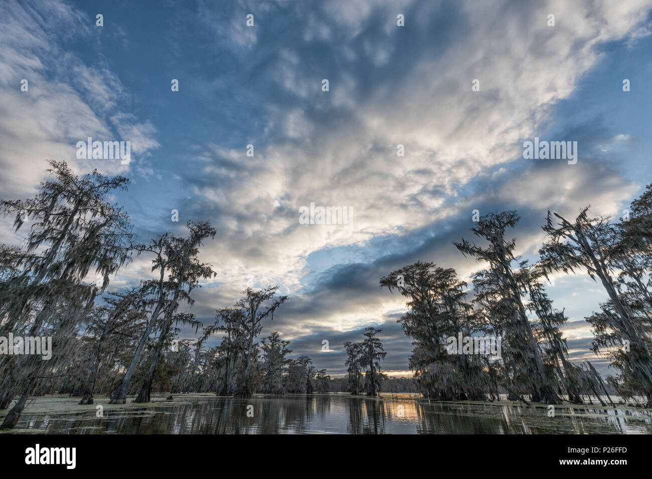 Lake Martin, Breaux Bridge, Atchafalaya Basin, Southern United States ...