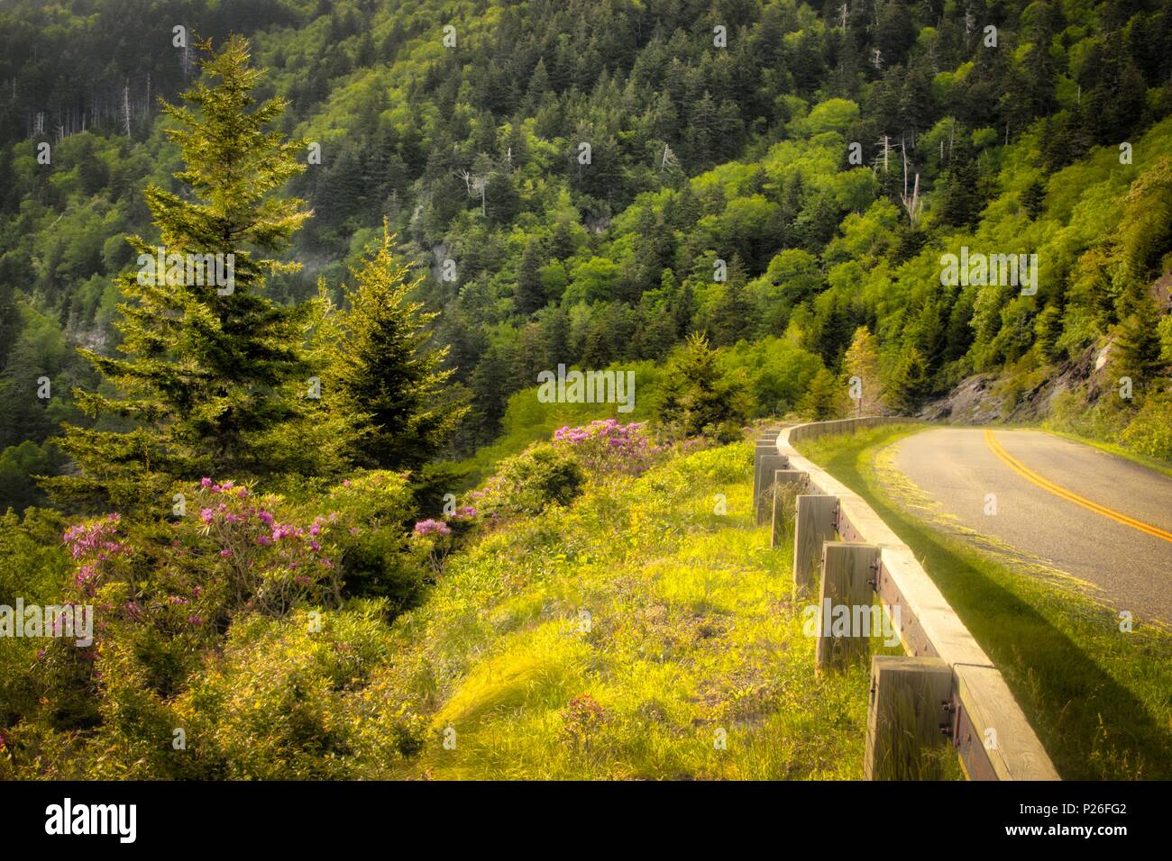 Craggy Tree on the Craggy Gardens trail on the Blue Ridge Parkway ...