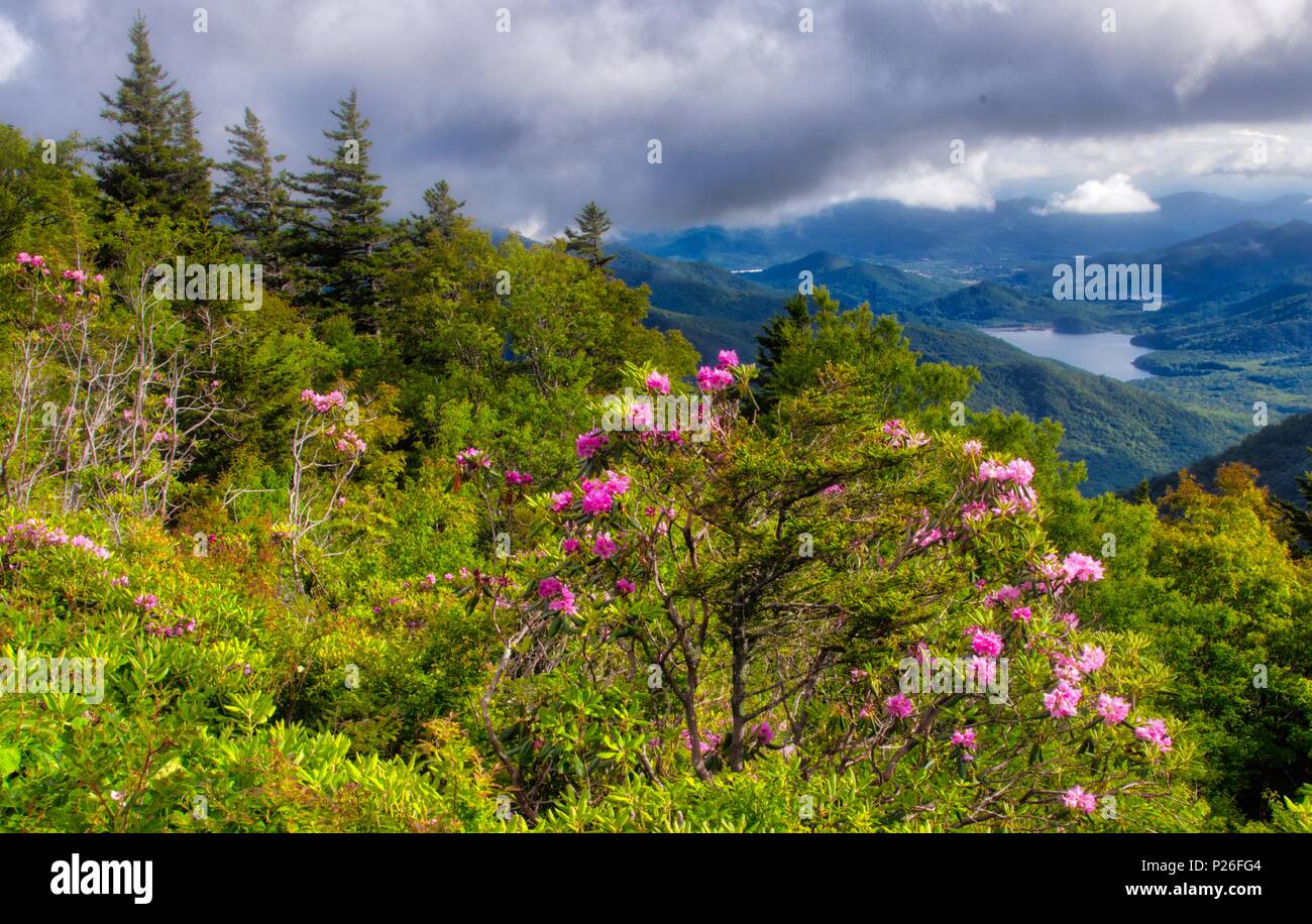 Craggy Tree on the Craggy Gardens trail on the Blue Ridge Parkway ...