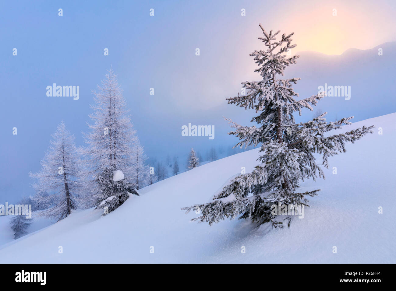 Snow Capped Trees High Resolution Stock Photography and Images - Alamy