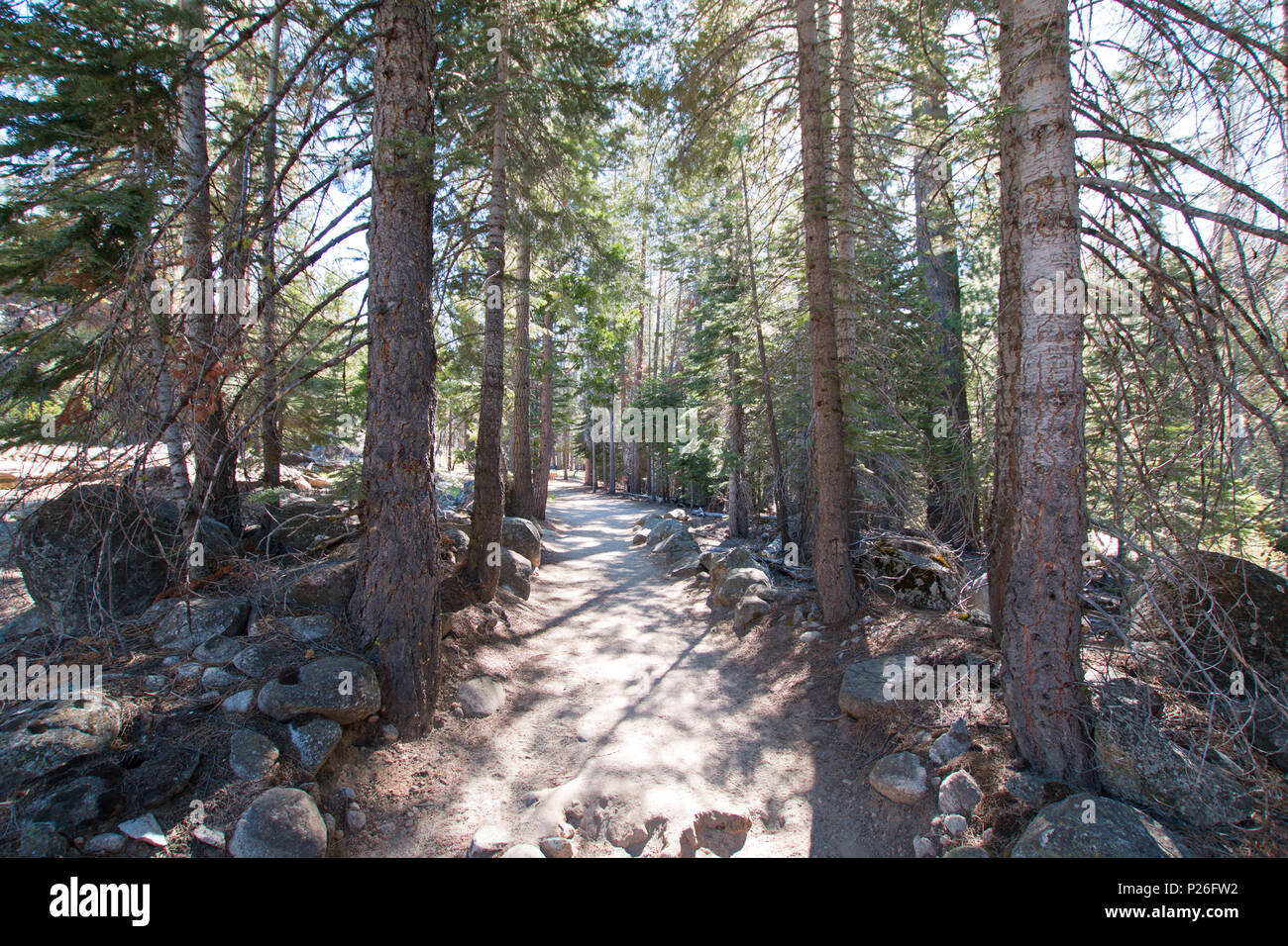 Filtered sunlight on the John Muir hiking trail in Yosemite National ...