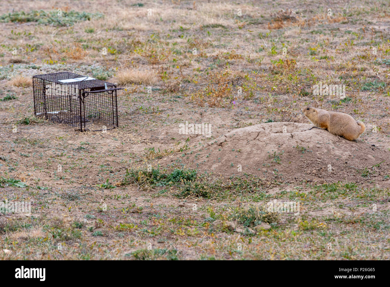Black tailed Prairie Dog with live trap in the background. Castle Rock ...