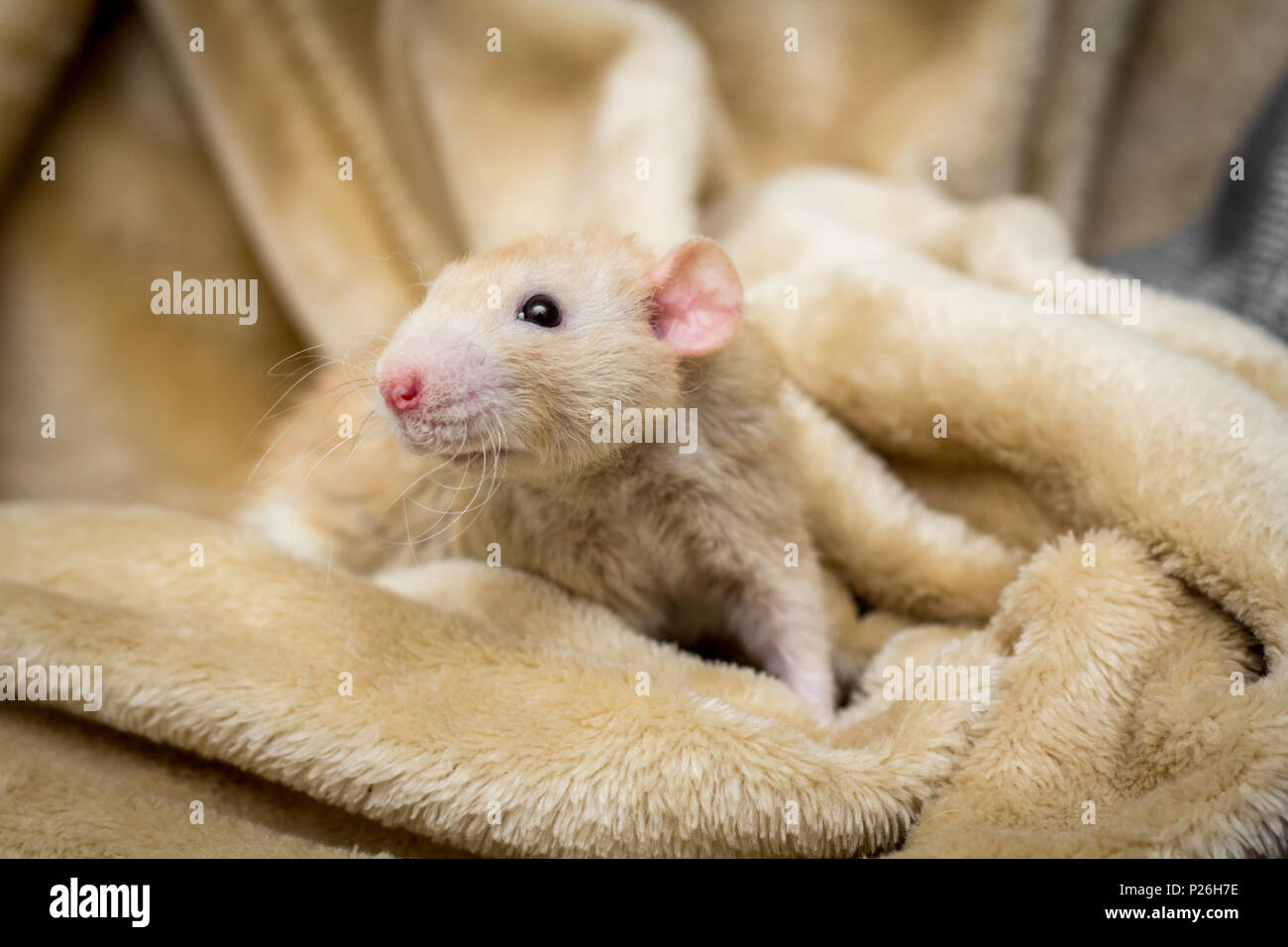 Fancy fawn colored dumbo eared pet rat exploring a blanket Stock Photo ...