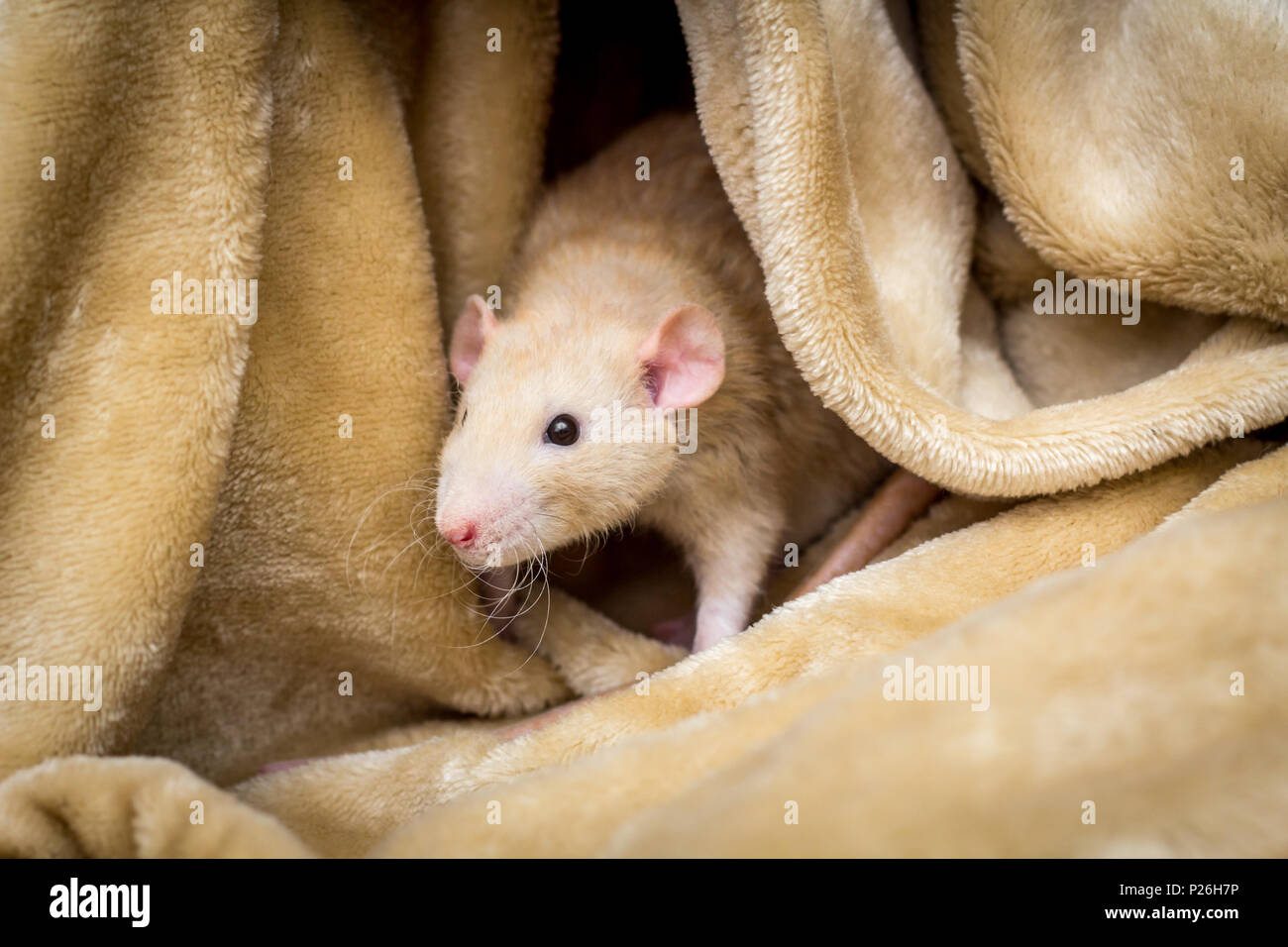Fancy fawn colored dumbo eared pet rat exploring a blanket Stock Photo ...
