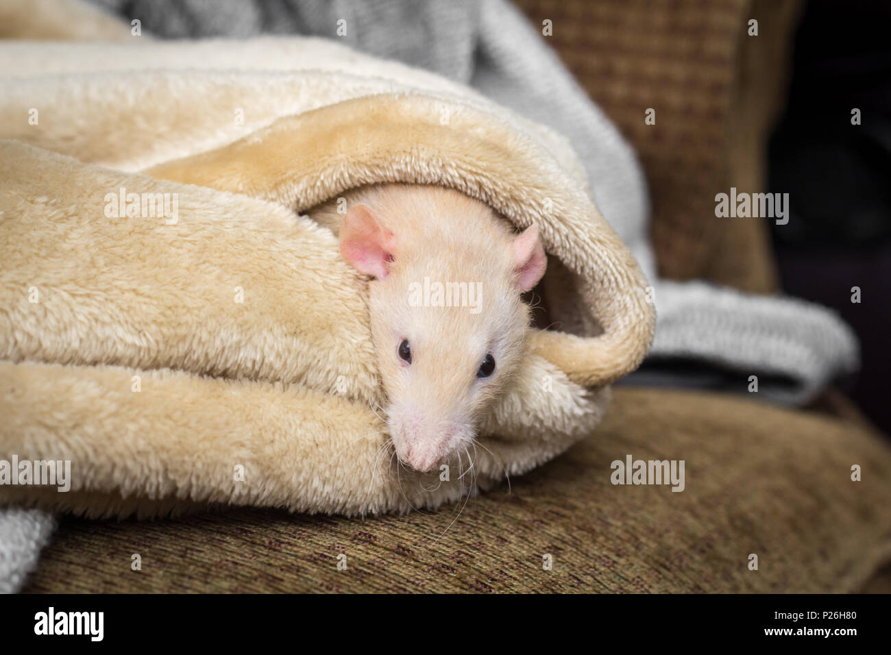 Fancy fawn colored dumbo eared pet rat exploring a blanket Stock Photo ...