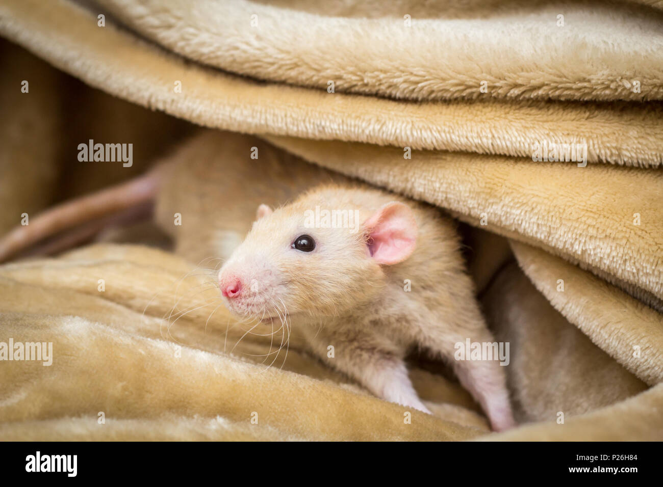 Fancy fawn colored dumbo eared pet rat exploring a blanket Stock Photo ...