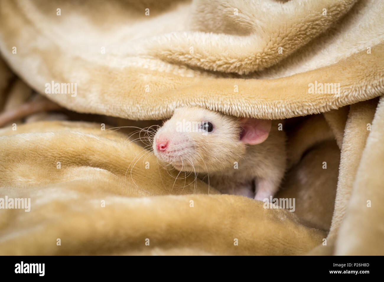 Fancy fawn colored dumbo eared pet rat exploring a blanket Stock Photo ...