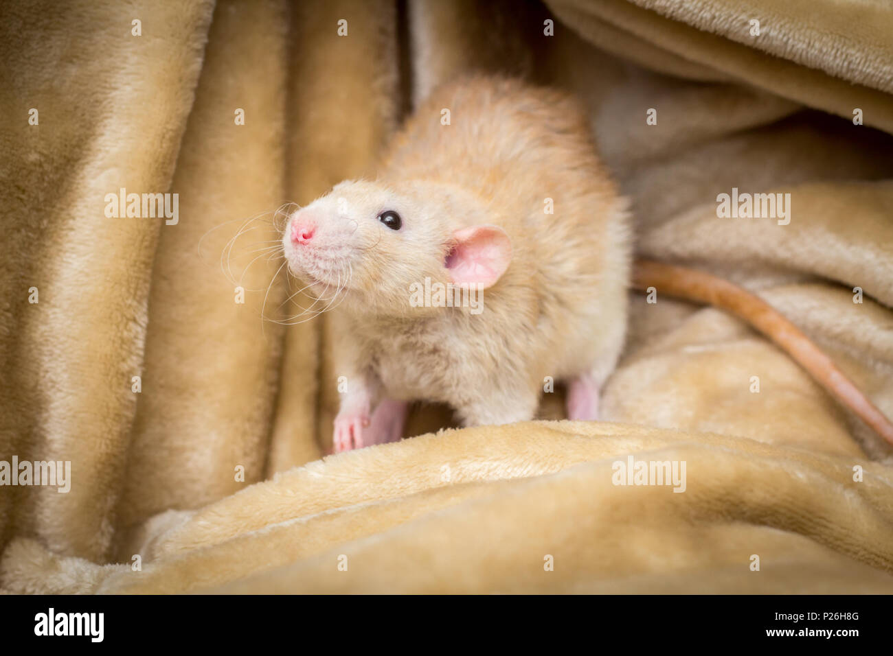 Fancy fawn colored dumbo eared pet rat exploring a blanket Stock Photo ...