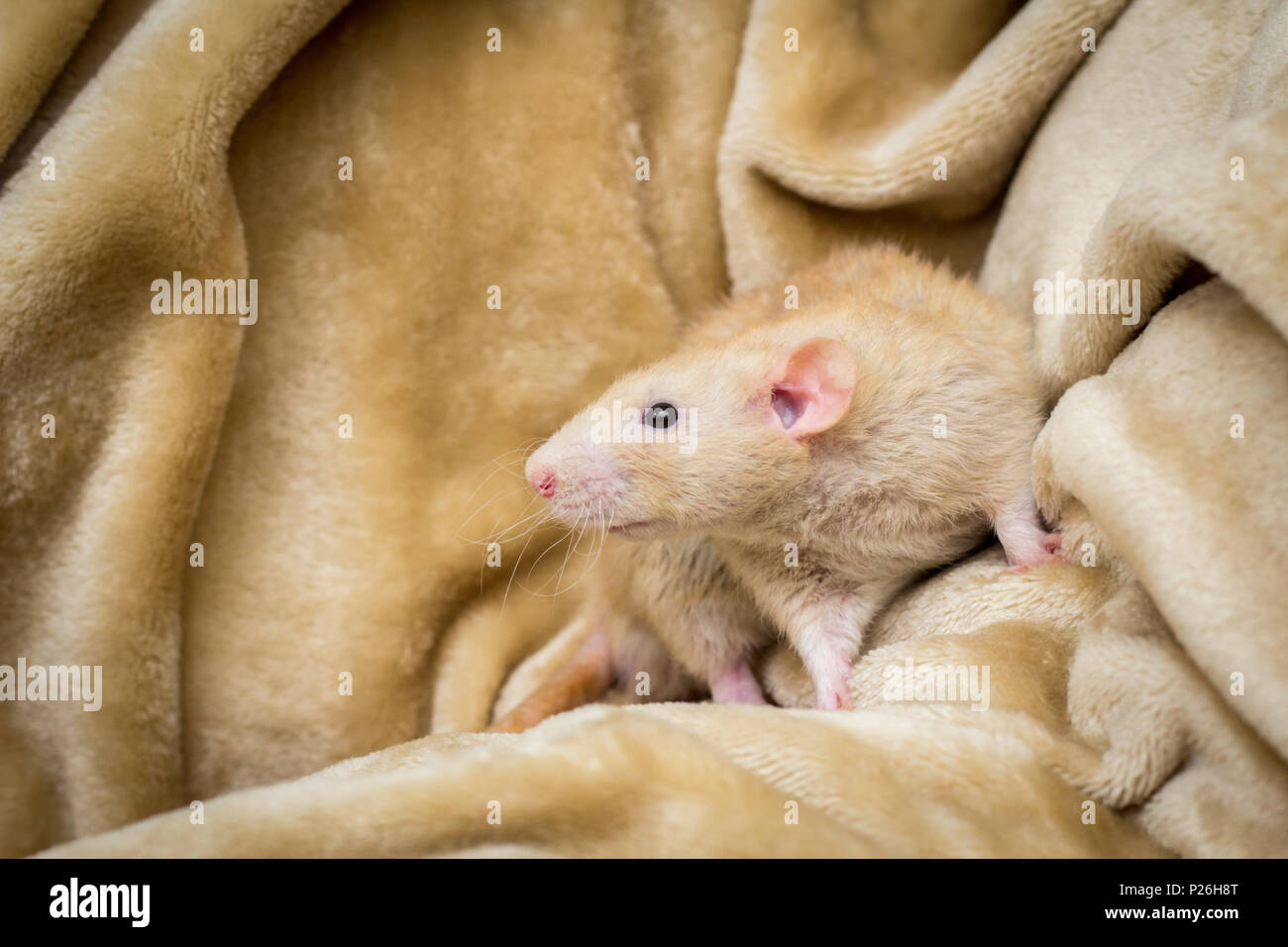 Fancy fawn colored dumbo eared pet rat exploring a blanket Stock Photo ...