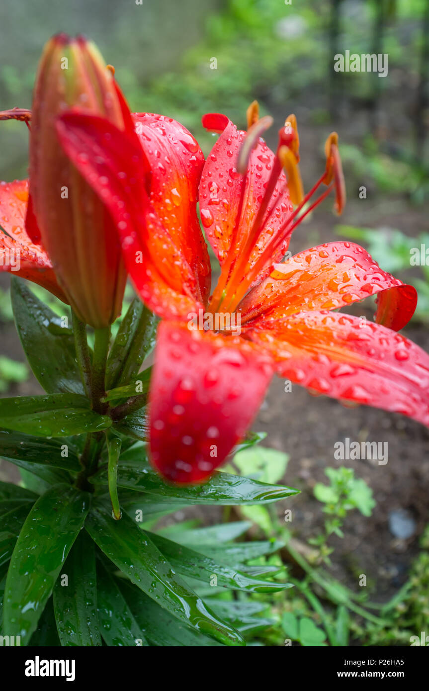 Garden red lily flowers wet from summer rain Stock Photo - Alamy