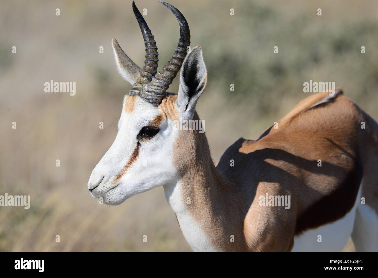 Springbok with horns hi-res stock photography and images - Alamy