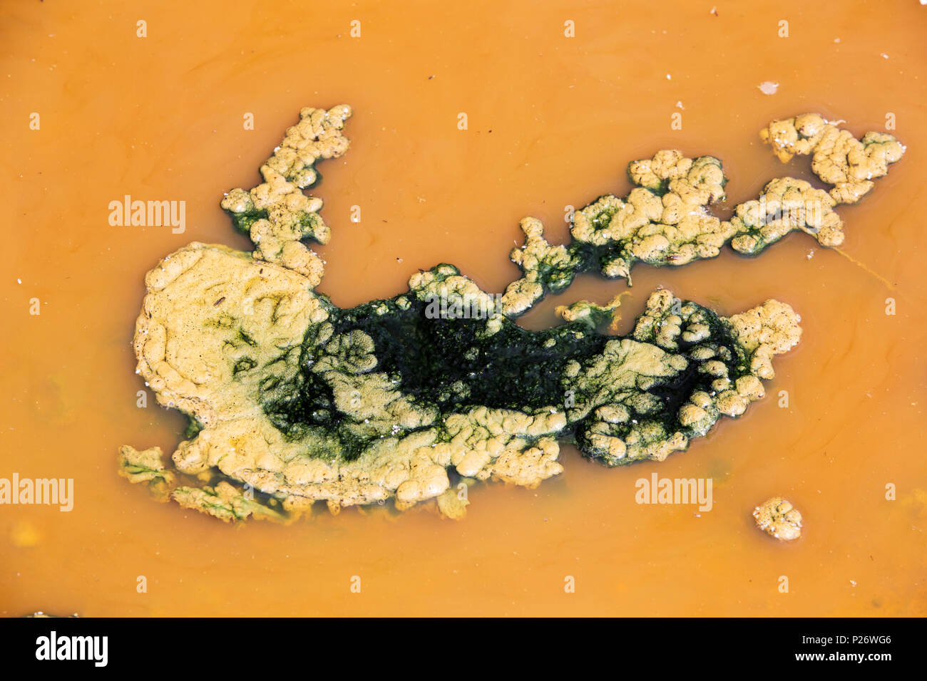 Algae growing in puddle hi-res stock photography and images - Alamy